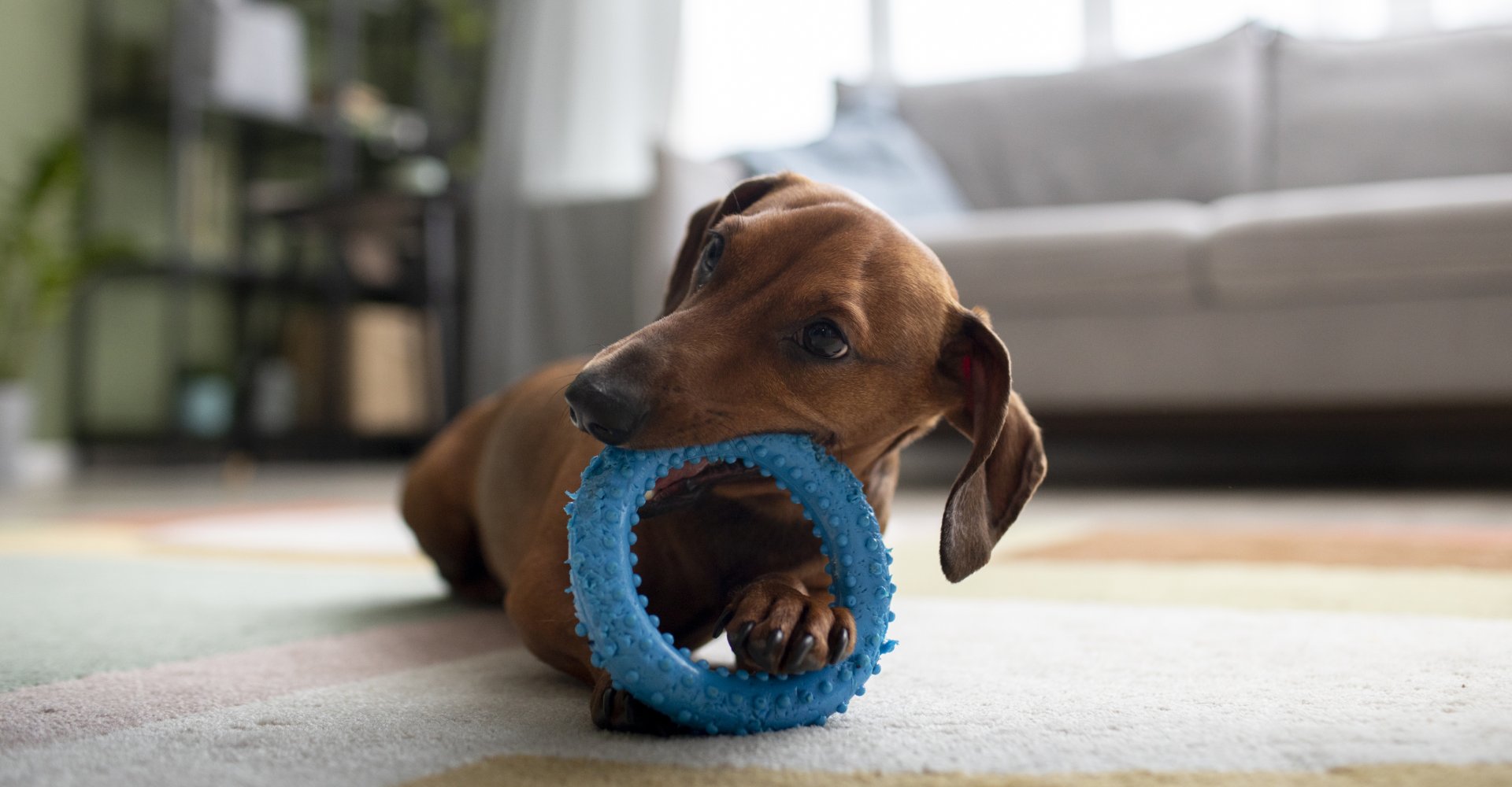 Pet Behavior Counseling In Epsom, NH | Suncook River Vet