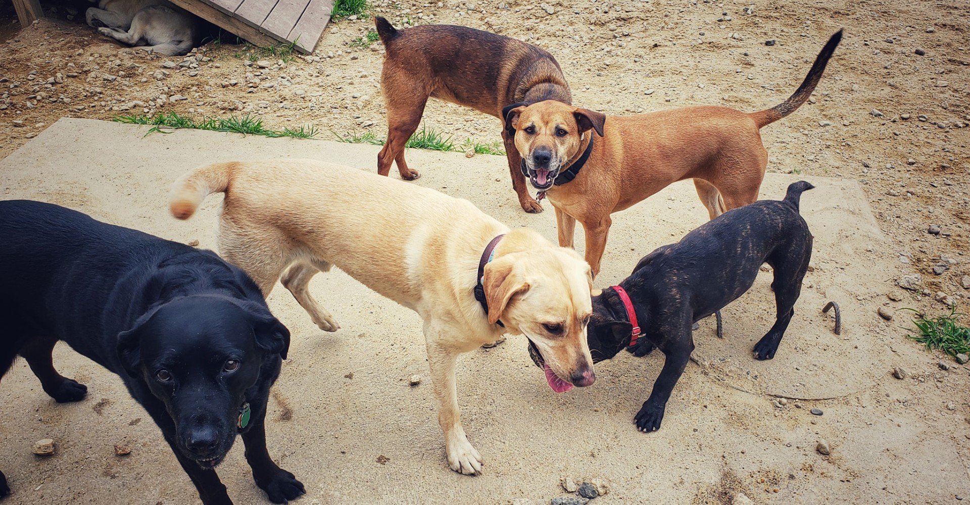 New Client Form | Suncook River Veterinary Clinic